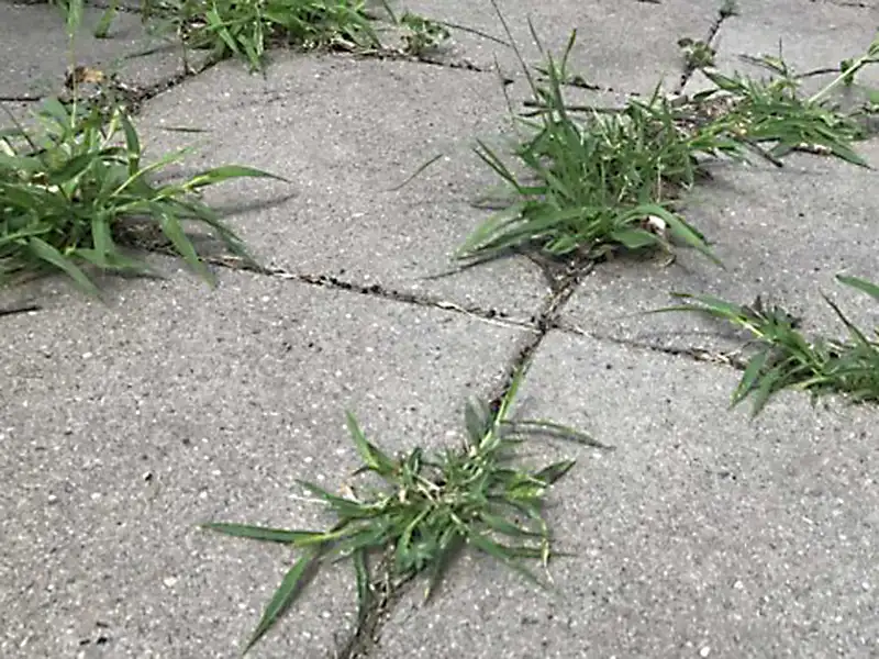 Preventing Weed Growth on Paver Patios